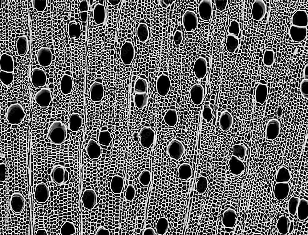 Cross section - Xylem is a type of tissue in vascular plants that ...