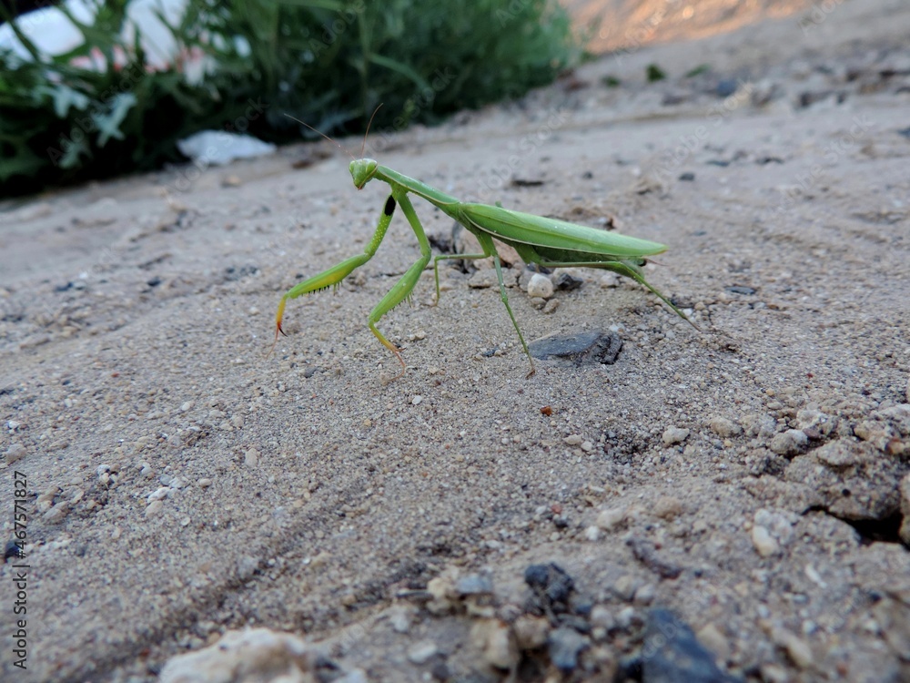 The common praying mantis is a green predatory insect wandering through ...