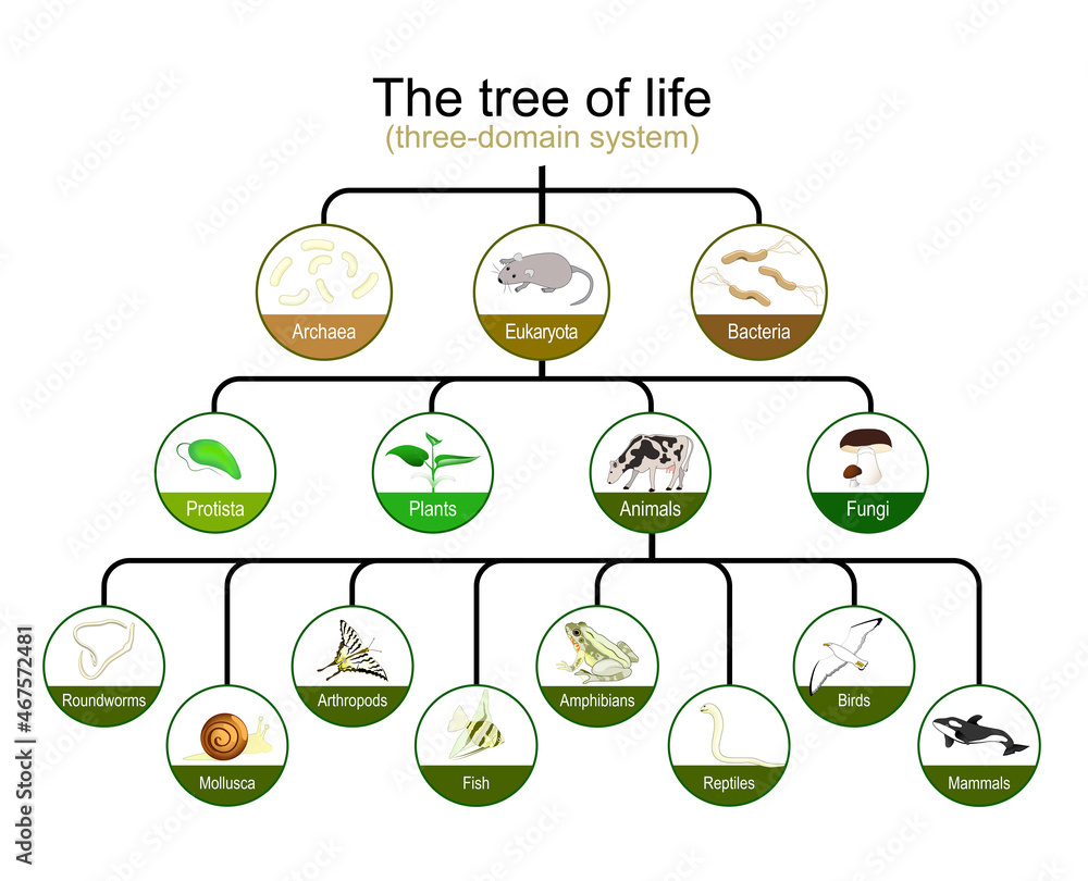 classification of tree of life. three-domain system. Phylogenetic and ...