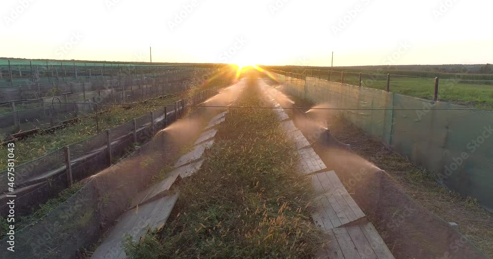 Watering process on a snail farm from air. Irrigation of snails with ...