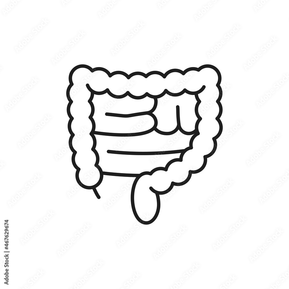 Human large intestines isolated outline thin line icon. Vector ...