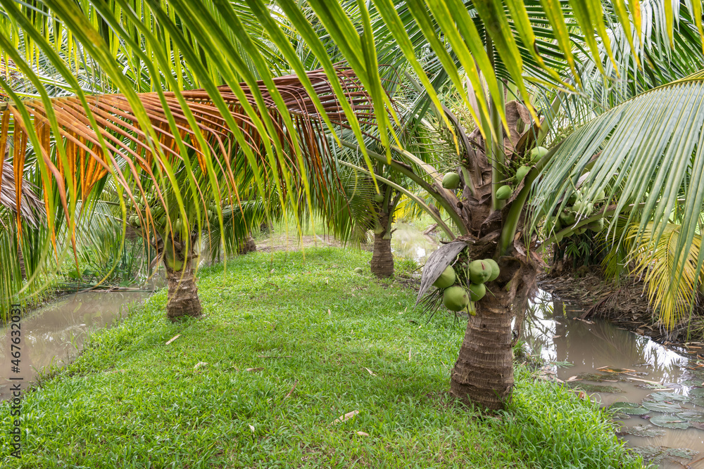 dwarf coconut trees with small canal at farm Stock Photo | Adobe Stock