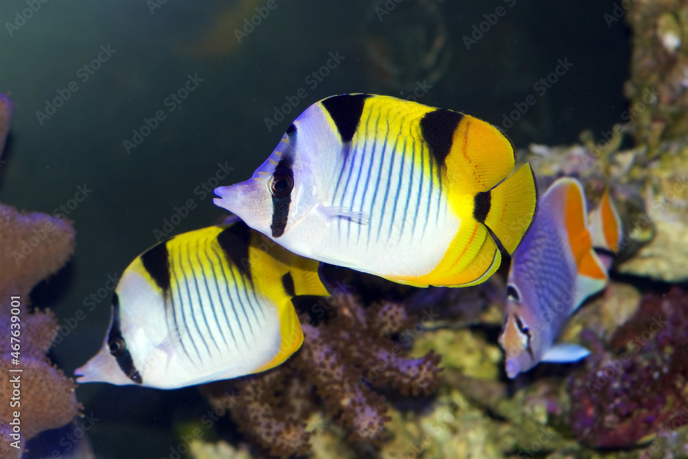 True Falcula Butterflyfish, Chaetodon falcula, also known as black ...