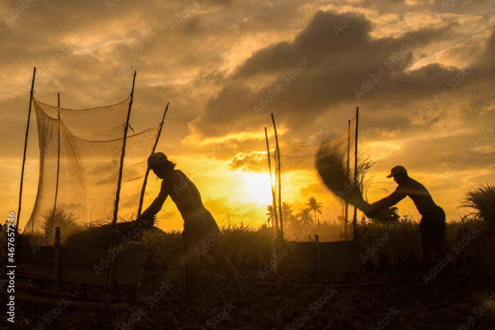 Vietnamese farmers are trying to manually separate the rice grains from ...