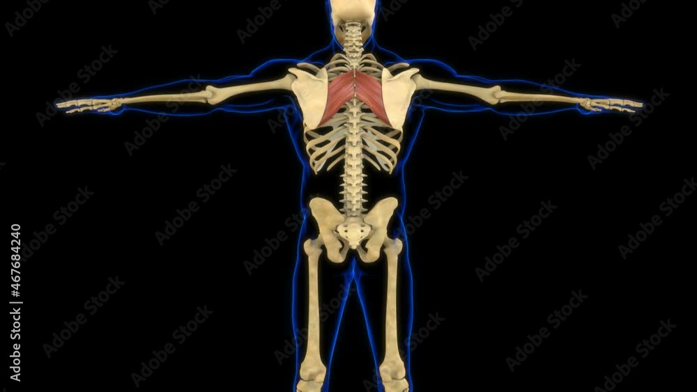 Rhomboid Major Muscle Anatomy For Medical Concept 3D Animation Stock ...