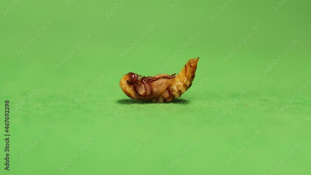 meal worm on green background; pupa. superworm isolated; pupa stages of ...