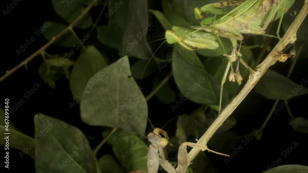 Fight of Praying Mantises. Two mantises met on the same branch and ...