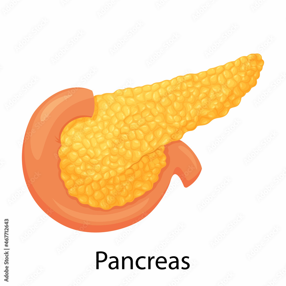 Pancreas, human internal organ anatomy vector Illustration on a white ...