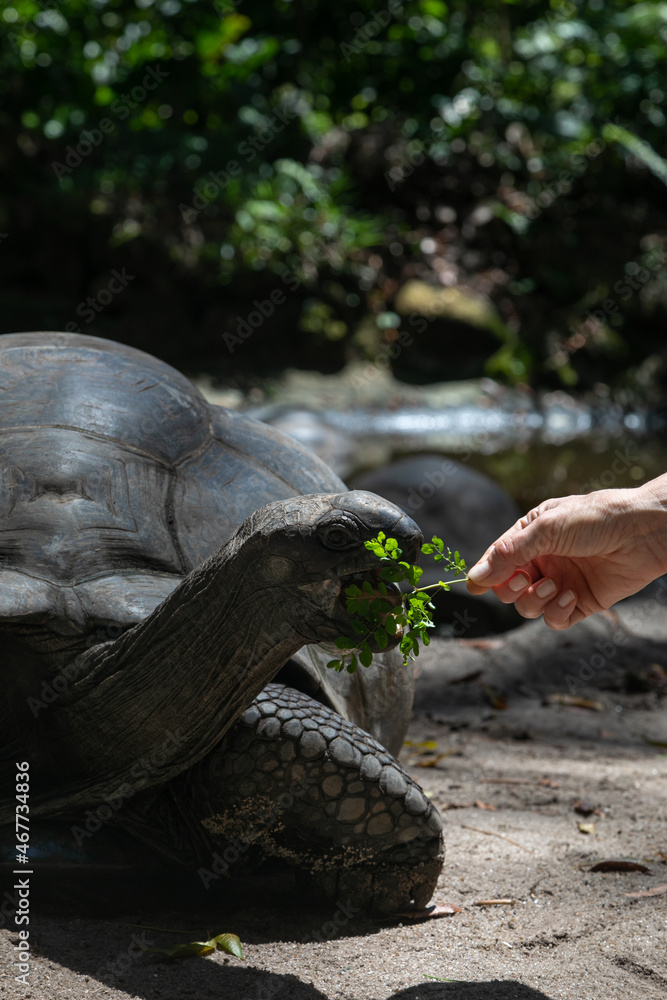 Woman's hand feeds a turtle with a bunch of greenery. Aldabrachelys ...
