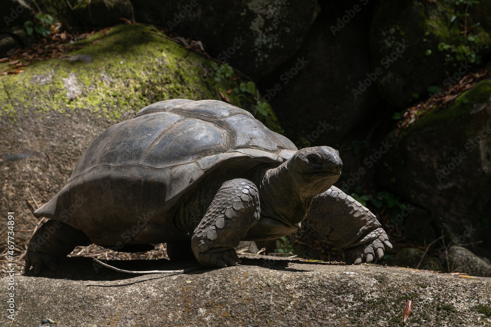 Aldabrachelys gigantea also called giant seychelles turtle. This is one ...
