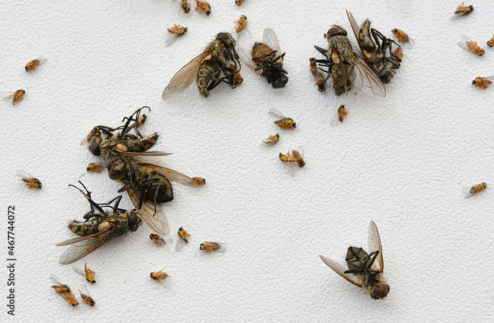 Dead flies on a white windowsill. Many dead house flies lies on a ...