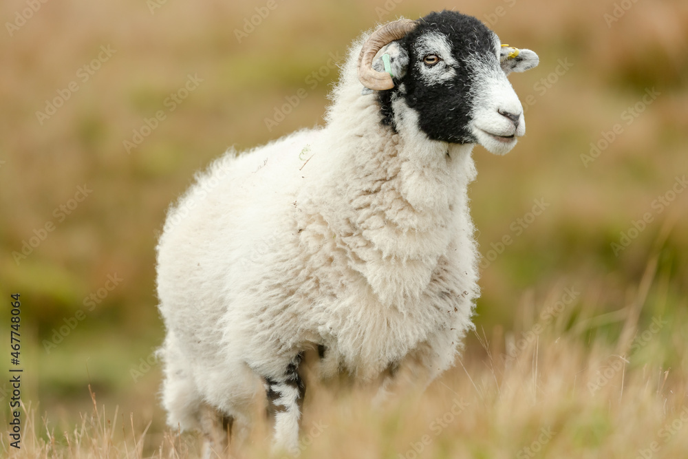 Close up of a Swaledale ewe, or female sheep, facing forward in natural ...