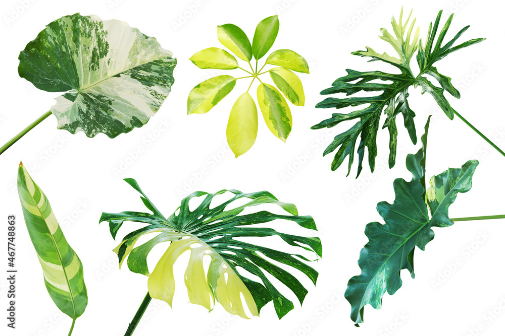 Set of Tropical Variegated Leaves Isolated on White Background w Stock ...