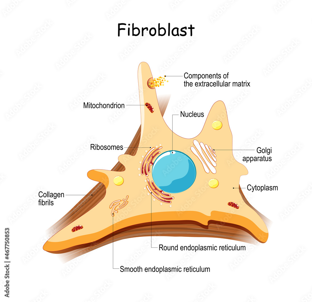 fibroblast. Cell structure and anatomy. Stock Vector | Adobe Stock
