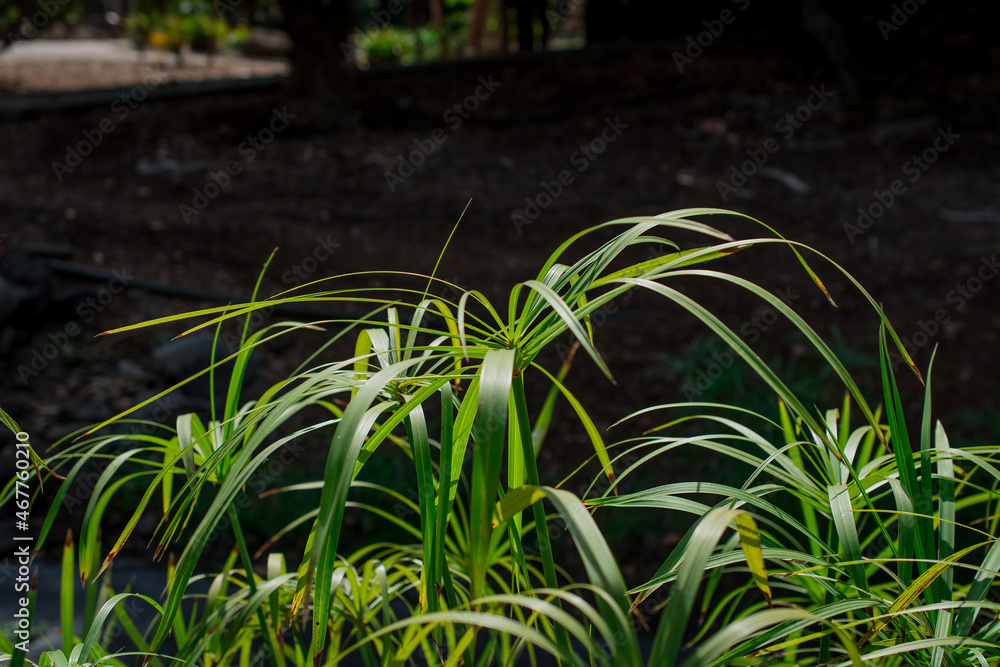 Cyperus rotundus coco-grass, Java grass, nut grass, purple nut sedge ...