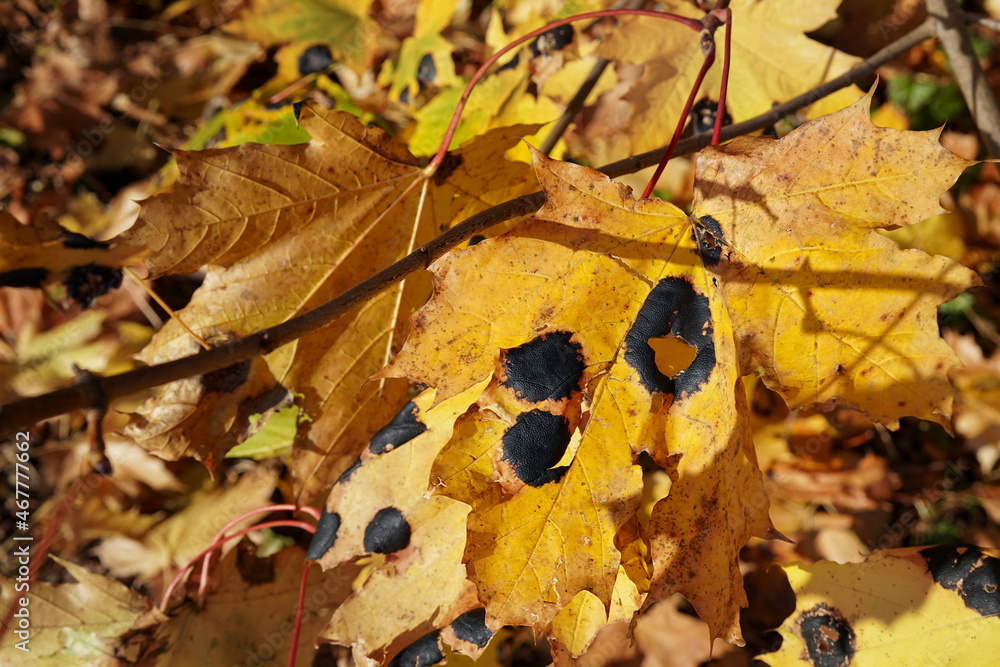 Tar spot disease on maple leaves. Rhytisma acerinum is a fungus that ...