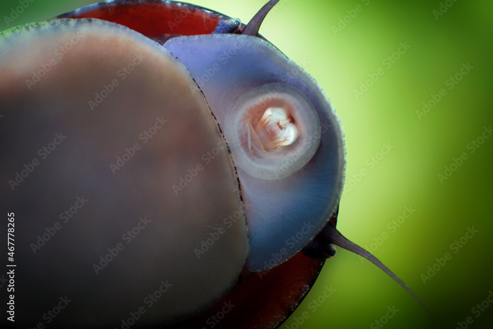 Neritina pulligera also called military helmet snail on the glass pane ...