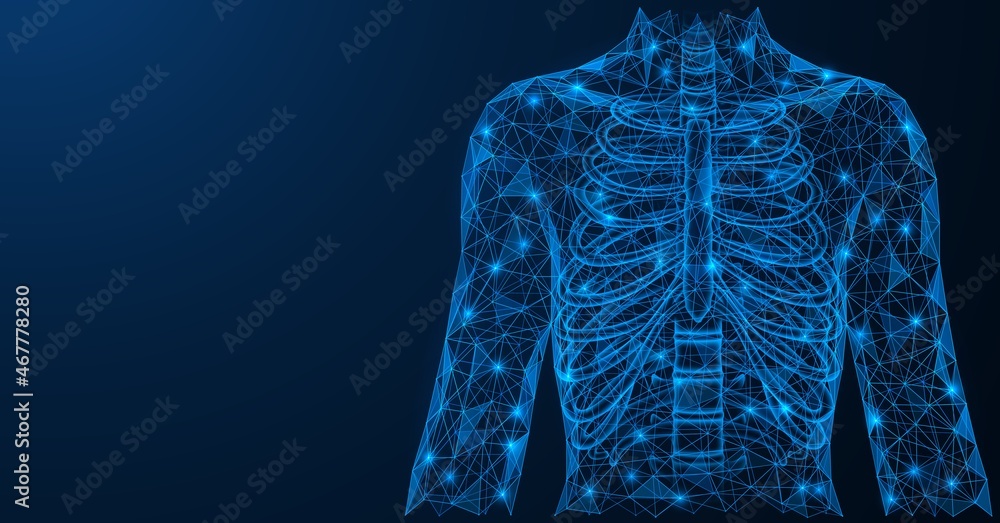 The human chest. The front part of the spine with ribs. A low-poly ...