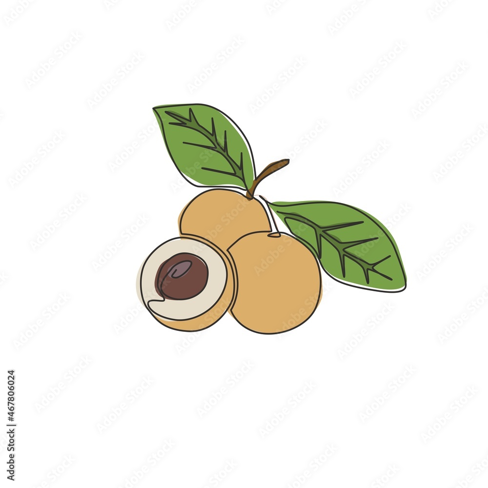 Single continuous line drawing of whole and cut healthy organic longan ...