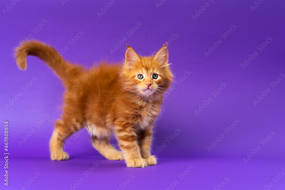 Purebred male ginger kitten has stopped in front of camera on purple ...