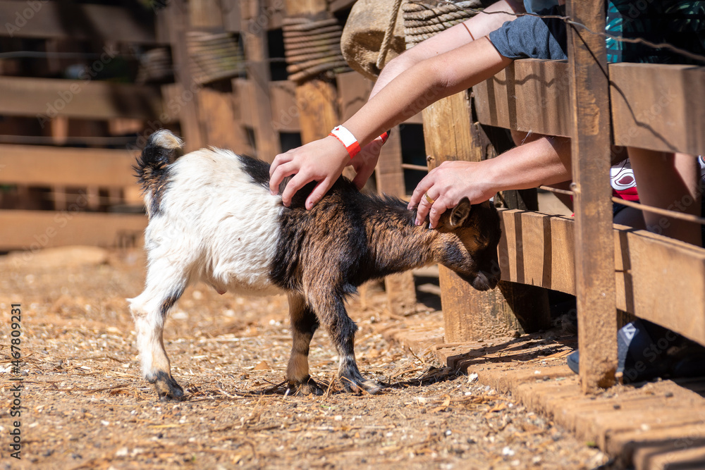 Baby brazilian goat receiving caress from human hands Stock Photo ...