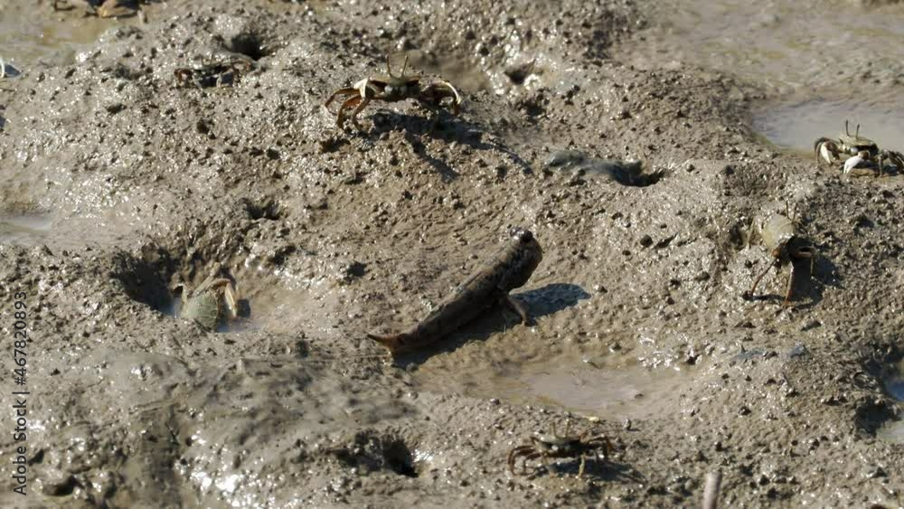 Okinawa,Japan - October 30, 2021: Barred mudskipper and crabs on mud at ...