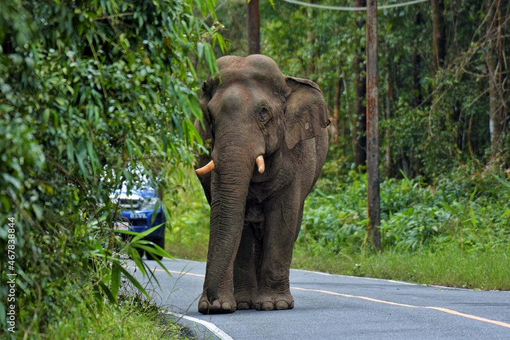 Its body is gray, its snout is called the trunk. The trunk of the Asian ...