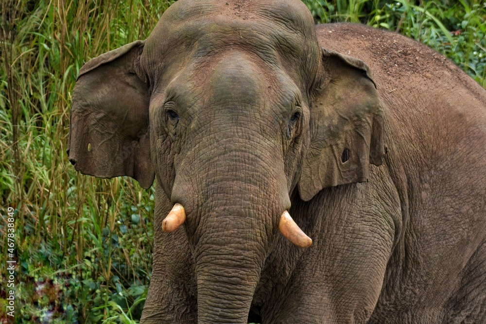 Its body is gray, its snout is called the trunk. The trunk of the Asian ...