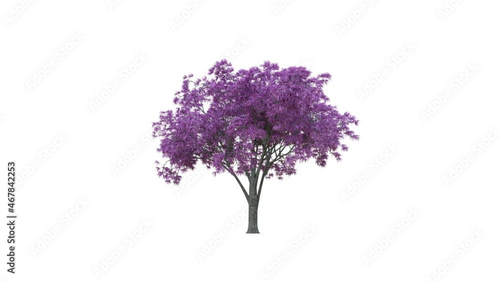 Growing trees on a white background 3D animation growth grow from small ...