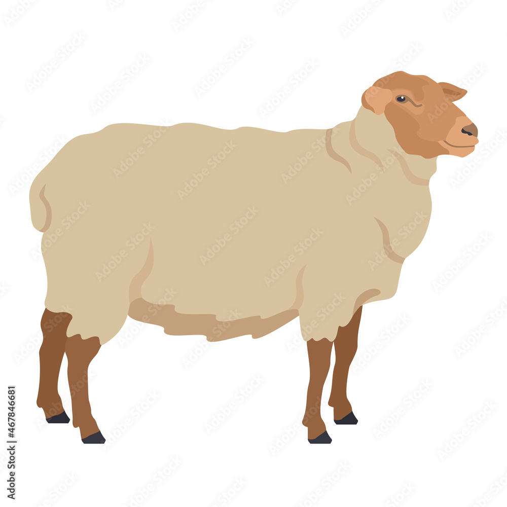 Sheep breeds Coburger Fuchsschaf Farm animals Flat vector illustration ...
