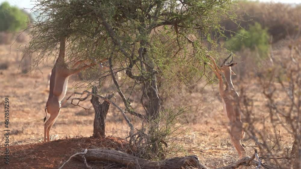 Gerenuk standing and feeding in savannah. Gerenuk - Litocranius walleri ...