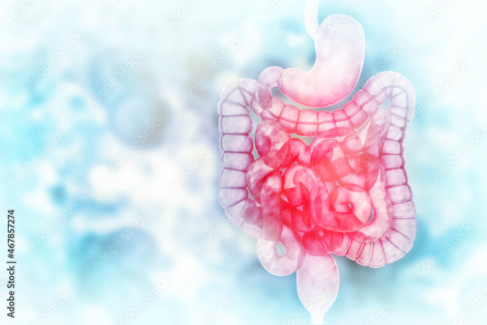 Anatomy of human digestive system Stock Illustration | Adobe Stock