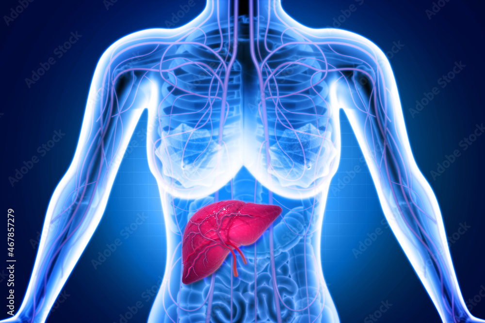 Anatomy of human body with liver Stock Illustration | Adobe Stock