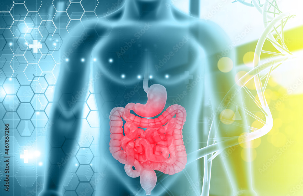 Anatomy of human body with digestive system Stock Illustration | Adobe ...