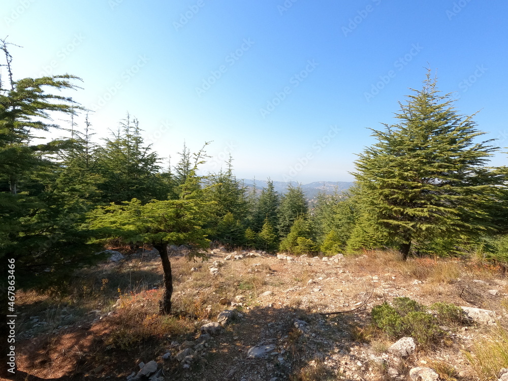 Beautiful forest landscape. Trees in the mountains. Calm and peaceful ...