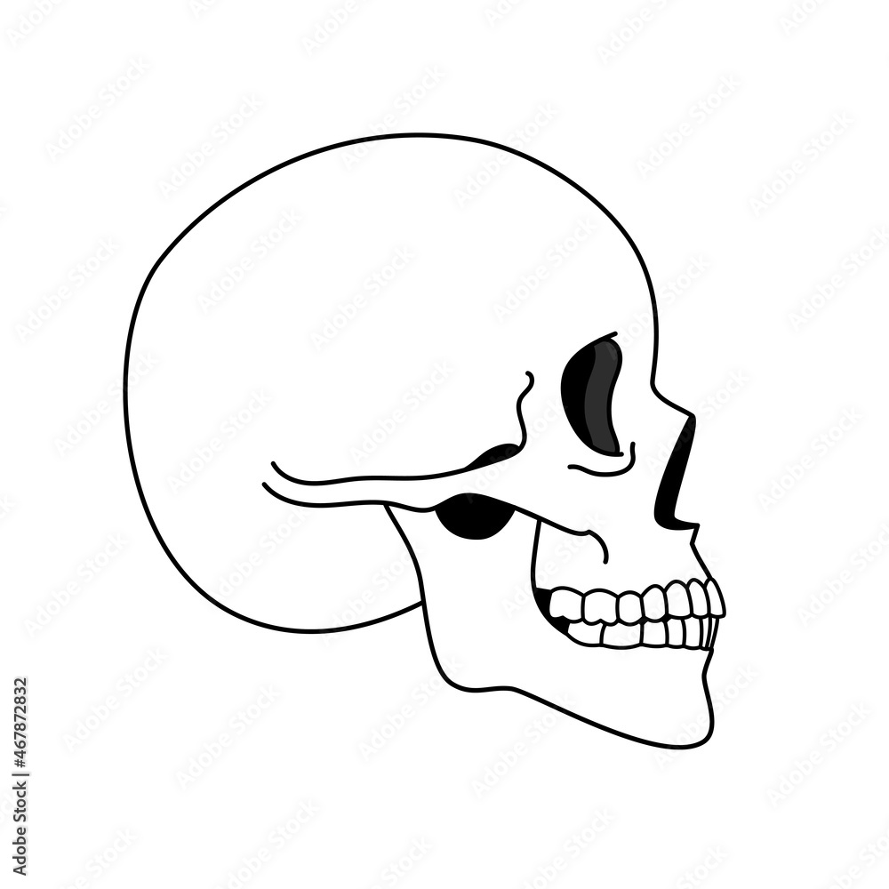 Cranium. Simple side skull minimalistic picture, humanities arts skulls ...