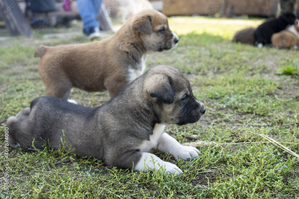 cute little young puppies of Alabai breed in farm yard. dog breeder ...