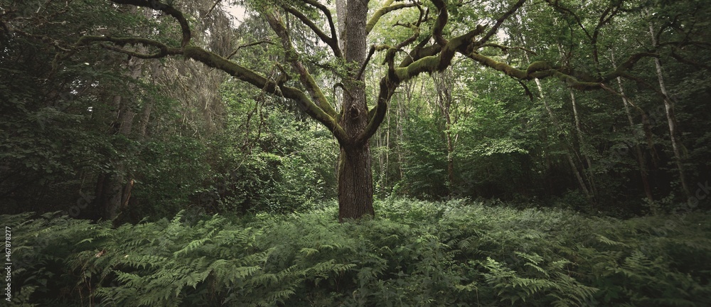 An ancient sorcerer oak tree close-up. Moss, fern, emerald green leaves ...