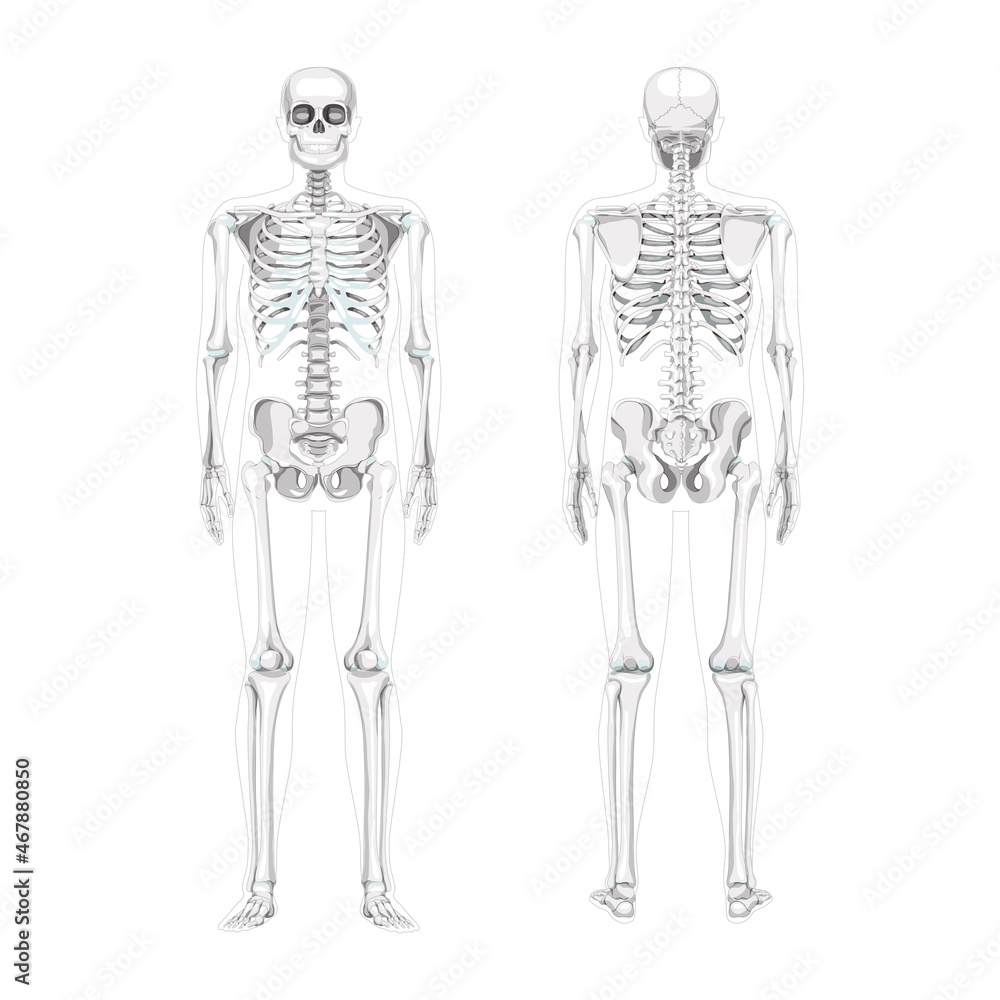 Set of Skeleton Humans realistic diagram front back view. Flat ...