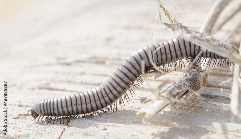 Los diplópodos, milpiés o ciempiés , son una clase de miriápodos que se ...