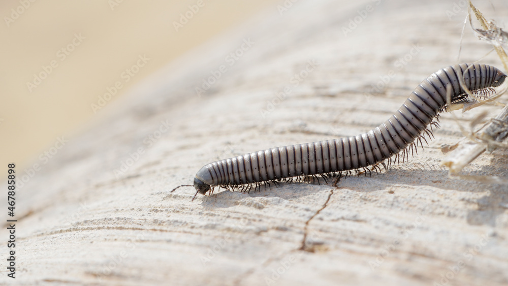 Foto Stock Los diplópodos, milpiés o ciempiés , son una clase de ...