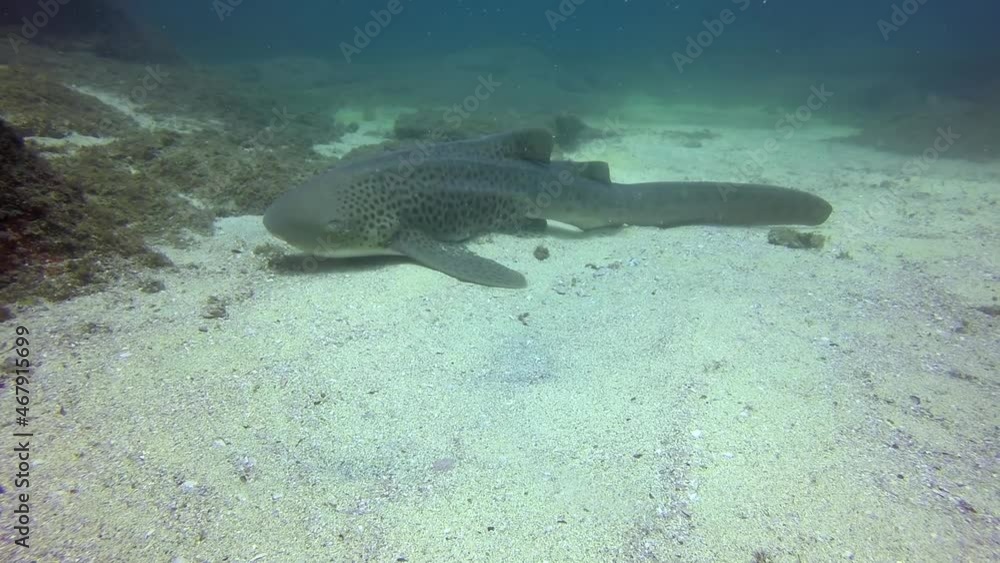 Zebra Shark Or Leopard Shark Close Up. Fish Feeding On Calm Peaceful ...