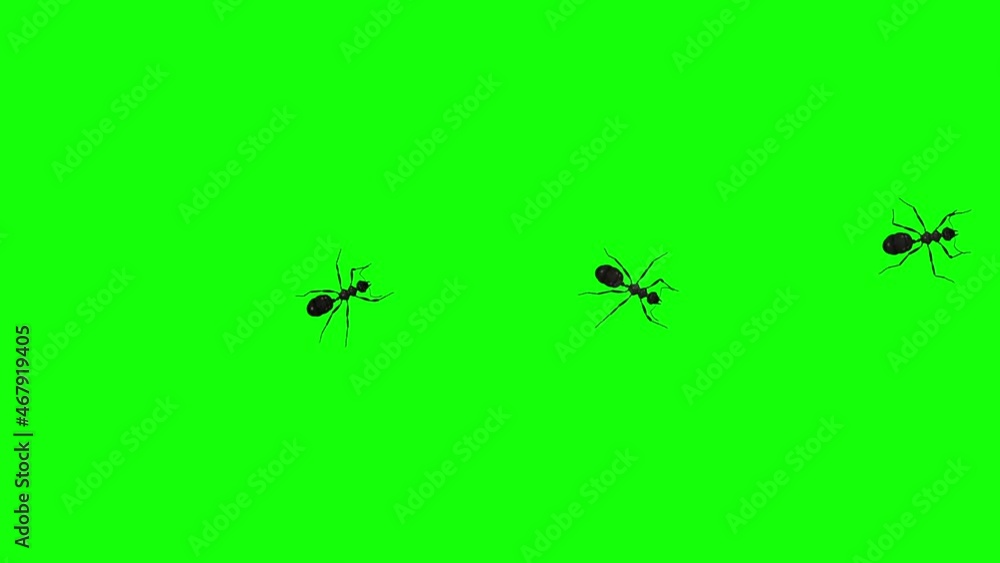 3 Ants - Passing Screen - Top View - 3D Animation loop isolated with ...