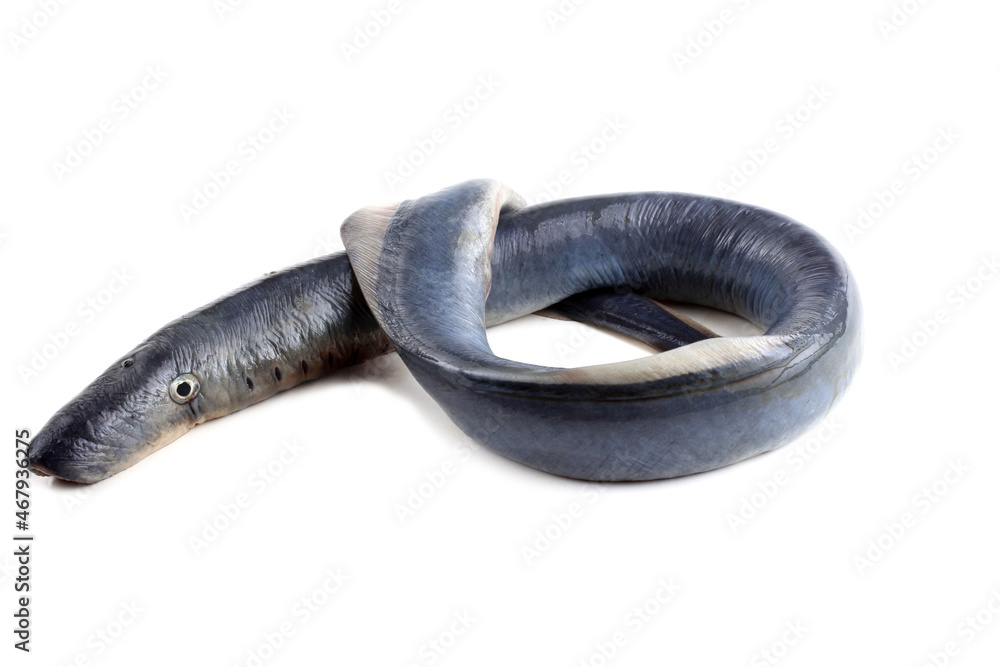 Lamprey fish. Vampire. Stock Photo | Adobe Stock
