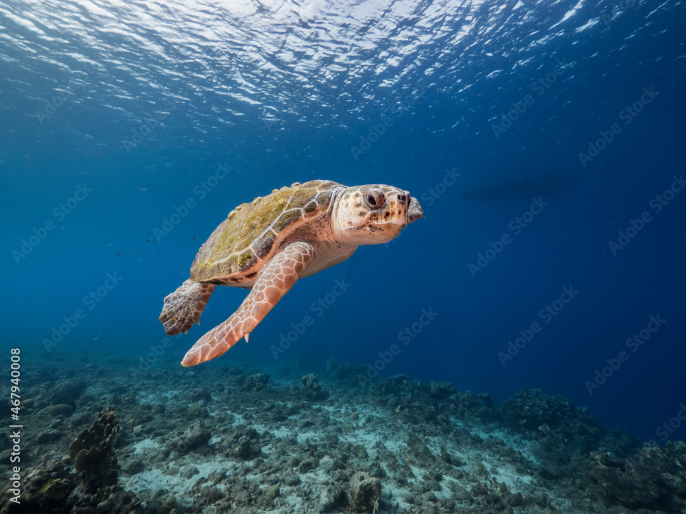 Foto de Seascape with Loggerhead Sea Turtle in the turquoise water of ...