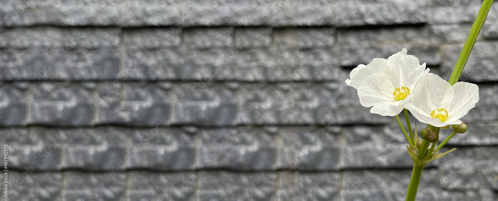 Wide panoramic template. Background of wall from gray bricks. Brickwork ...