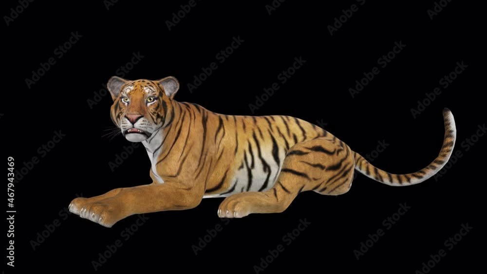 Tiger - Roaring - Laying - 3D Animation loop isolated with alpha ...