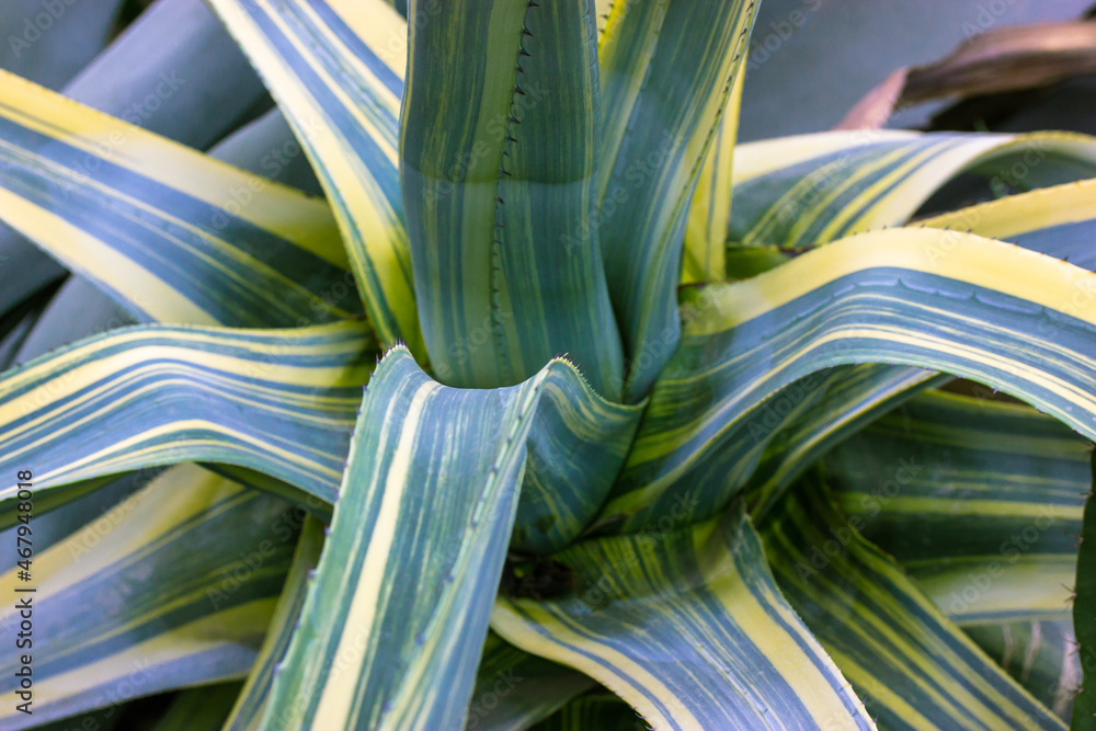 Agave century plant variegated on plantation. Huge green leaves, yellow ...