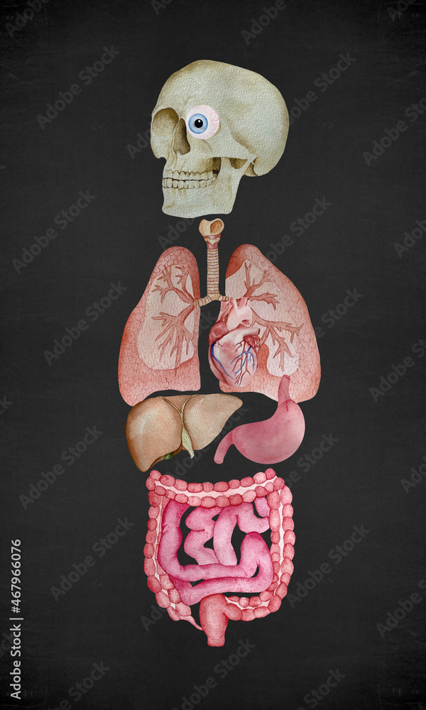 Watercolor human internal organs diagram and parts: liver, heart, lung ...