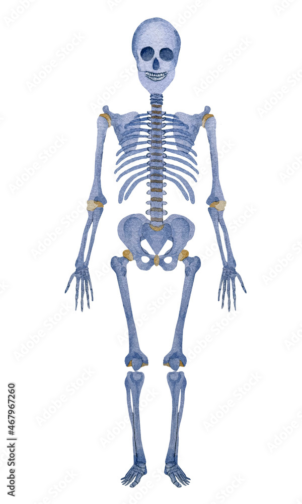 Watercolor full human blue skeleton illustration standing isolation on ...